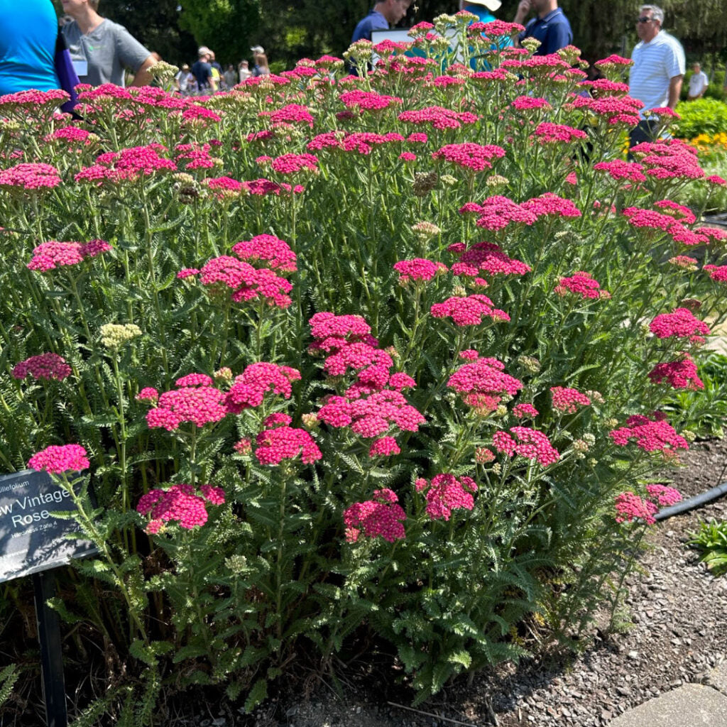 New Vintage Rose Yarrow – Peggy Notebaert Nature Museum